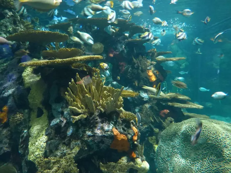 人工魚礁