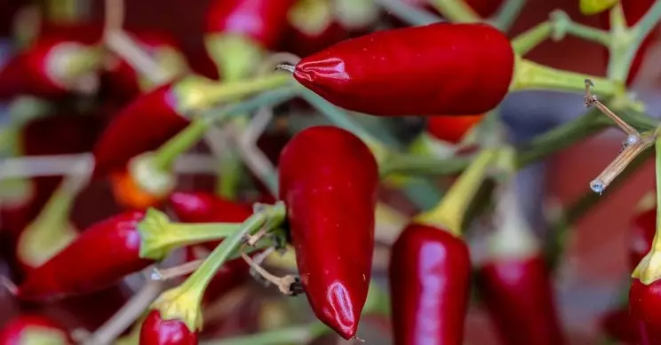 D'fhéadfadh Chili Peppers Cabhrú le hAilse Scamhóg a chomhrac