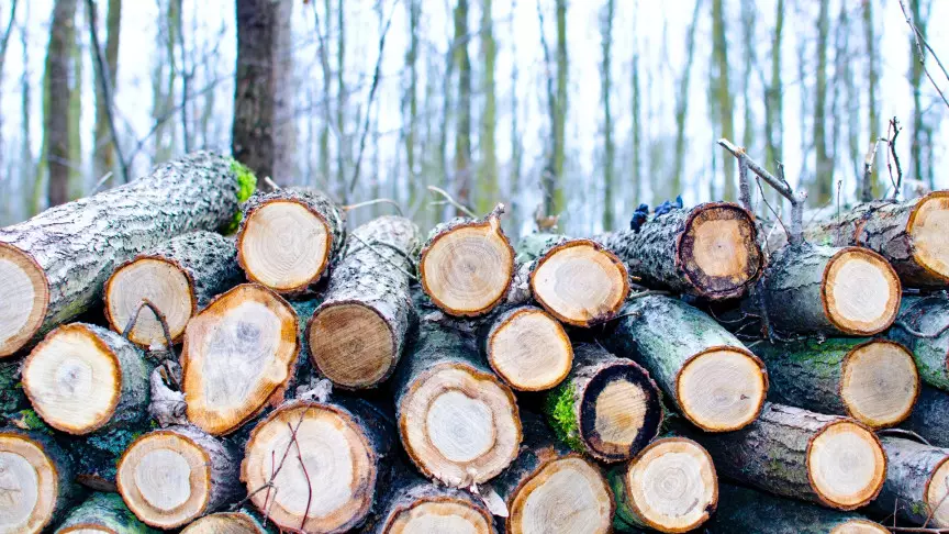 Teadlased saavad nüüd puitu laboris kasvatada ilma ühtki puud lõikamata