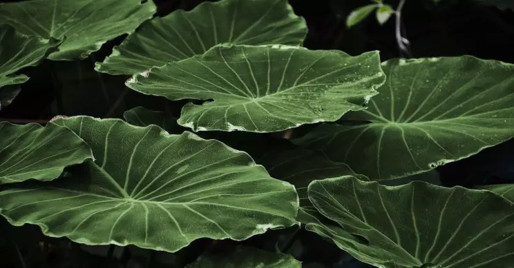 연구자들은 '스트레스 아웃된 식물'이 환경 변화에 적응하도록 돕는 방법을 찾습니다.