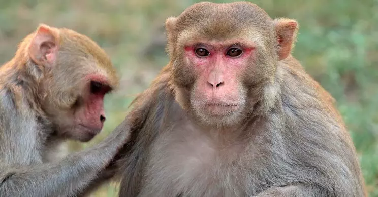 Rhesus Macaques Gusabana