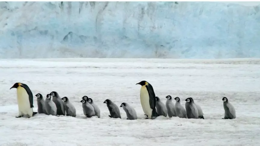 Minglab imperator pingvin jo'jalari Antarktida dengizida cho'kib ketishdan qo'rqishdi