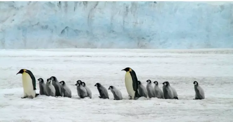 Tisíce mláďat tučňáků císařských se bály utopit v moři