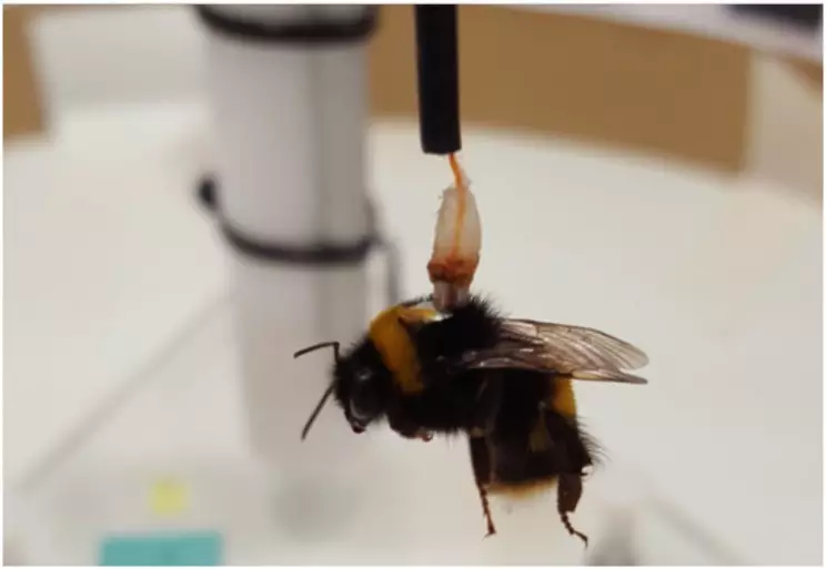 Phơi nhiễm thuốc trừ sâu khiến chuyến bay của Bumblebee giảm ngắn