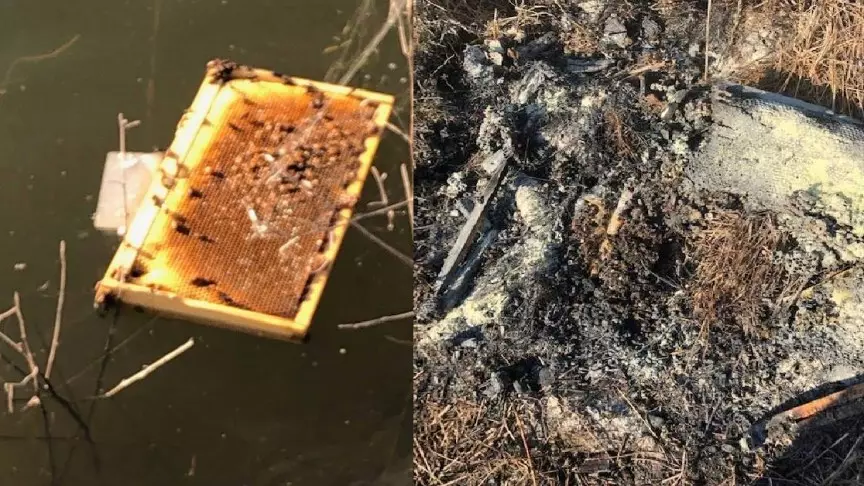 חצי מיליון דבורים בטקסס נהרגו לאחר שמישהו הצית אותן