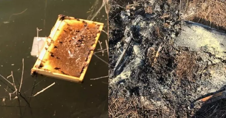 En halv miljon bin i Texas dödades efter att någon satte eld på dem