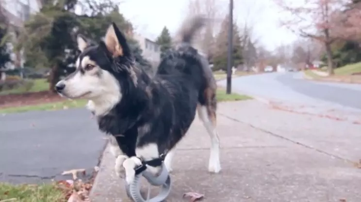 Derby le chien peut mener une vie normale grâce aux pattes imprimées en 3D