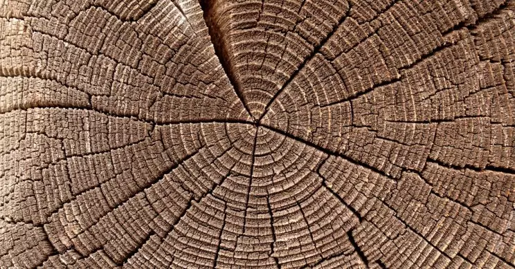 Le changement climatique accélère la croissance des arbres