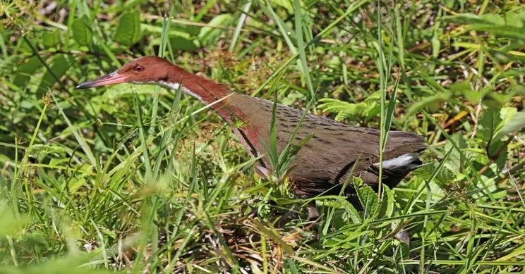 Το Extinct Bird επιστρέφει από τους νεκρούς μετά από 136.000 χρόνια