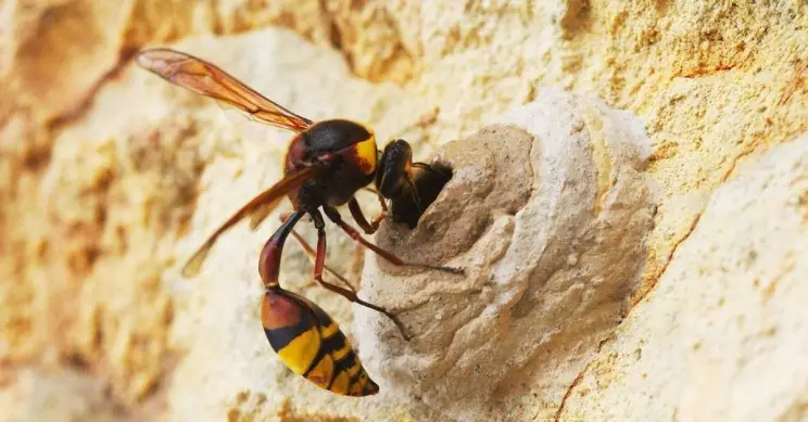 Wasps तर्क प्रयोग गरेर कारण प्रदर्शन गर्न पहिलो ज्ञात इन्भर्टेब्रेट्स बन्नुहोस्