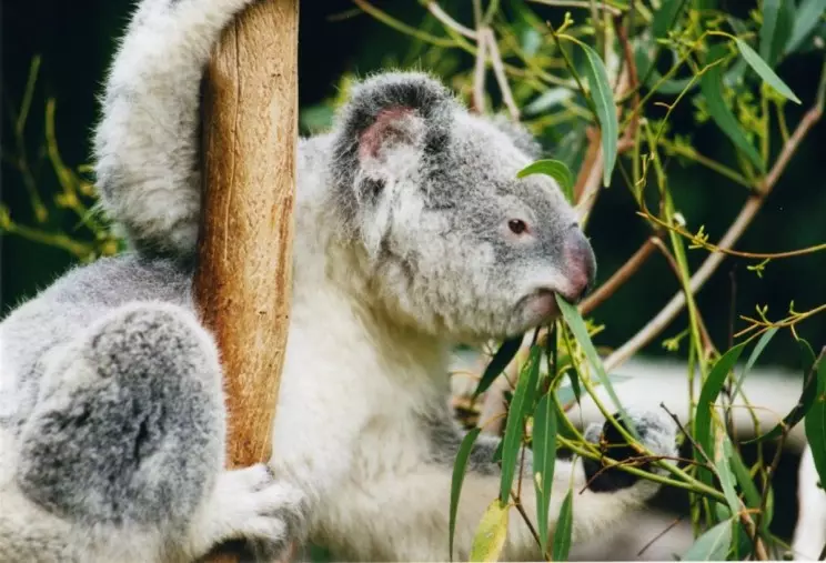 Gall y Koala Cuddly Ddod yn “Swyddogaethol Ddifodiant” os Na chymerir Camau Ar Unwaith