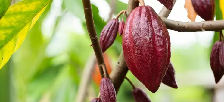 O le a le Ruby Chocolate? O fea e mafai ona ou maua ai? ma E Faapefea Ona Faia?