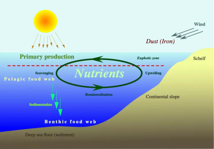 Ciclul nutrienților
