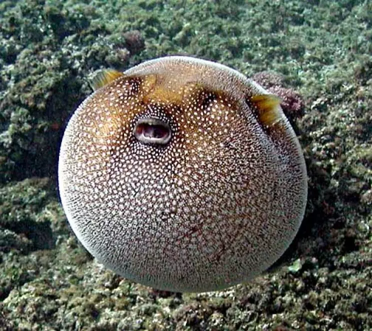 labing delikado nga mga mananap sa dagat pufferfish