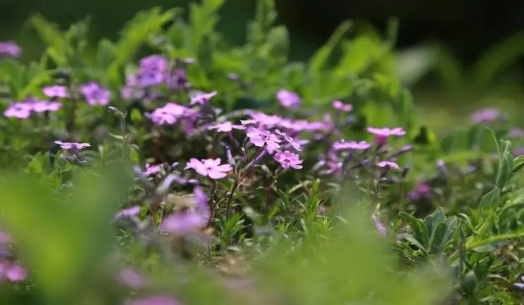 Planter uddør i en hurtig hastighed