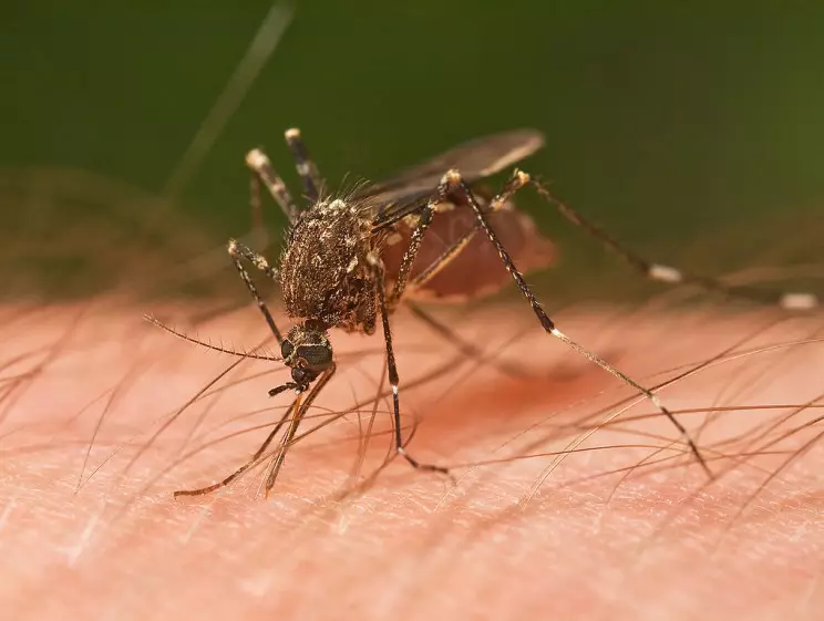 Mosquito Tasmanien Ernte