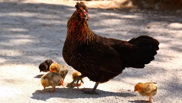 นักวิจัยพบยีนที่สามารถสร้างไก่ที่แข็งแรงและแข็งแรงขึ้นได้