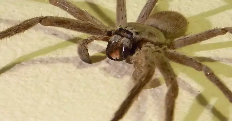 Giant Tasmanian gizo-gizo Ya cinye Possum a cikin Hotuna masu ban tsoro