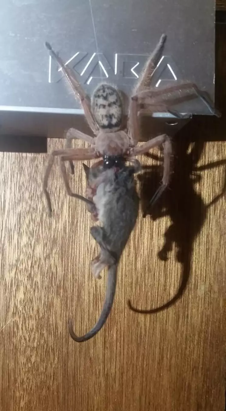 Ang Giant Tasmanian Spider ay Kumakain ng Possum sa Nakakagulat na Mga Larawan