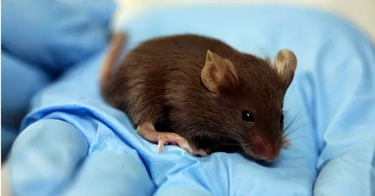 新しい研究は、マウスの皮膚細胞から胚性幹細胞を作成します