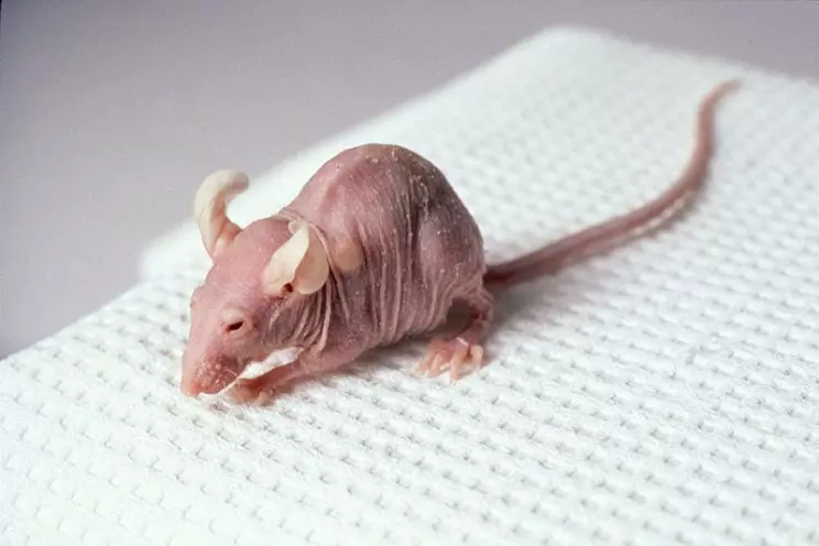 Нова студија создава матични клетки од ембрион од клетки од кожа кај глувци