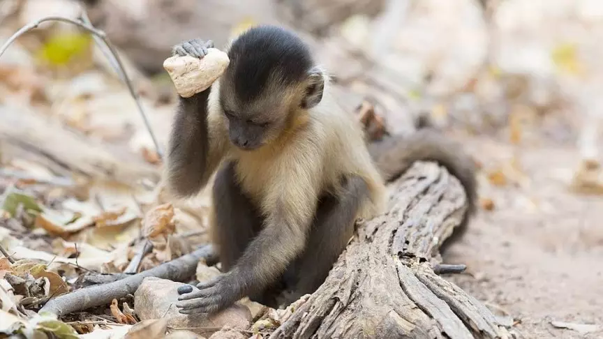 Znanstveniki odkrivajo, da so kapucinske opice v 3000 letih spremenile uporabo orodja