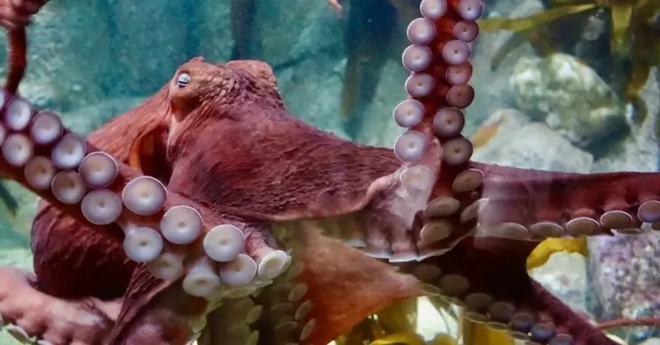 Octopuses Dikarin Çek û Çekên Xwe Bêyî Nîşaneyên Mejî Bikin