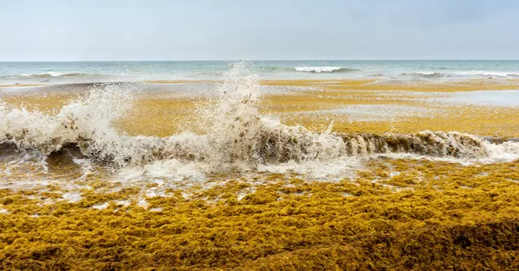 Lulëzimi më i madh i algave të detit i regjistruar në mënyrë mbresëlënëse përfshin gjatësinë e Oqeanit Atlantik