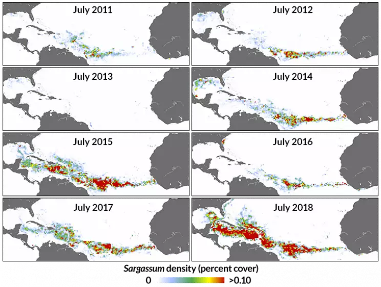 Didžiausias užfiksuotas jūros dumblių žydėjimas įspūdingai apima Atlanto vandenyno ilgį