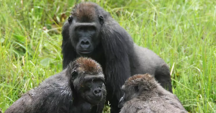 Uus gorillade uuring võib aidata mõista inimeste sotsiaalse evolutsiooni päritolu