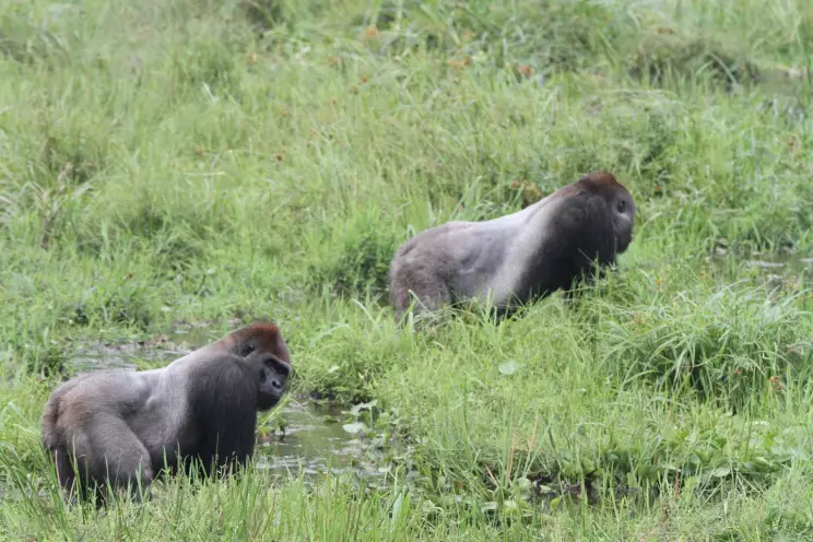 Bag-ong Pagtuon sa Gorillas Makatabang sa Pagsabot sa Sinugdanan sa Human Social Evolution