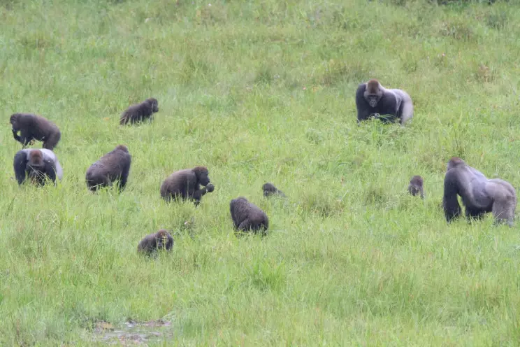 Bag-ong Pagtuon sa Gorillas Makatabang sa Pagsabot sa Sinugdanan sa Human Social Evolution