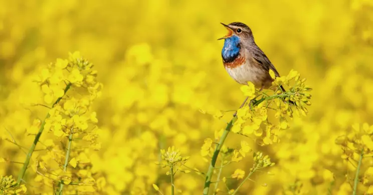 Songbird-Stresstests bieten aufschlussreiche Informationen für Naturschützer