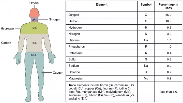 તત્વો કે જે માનવ શરીર બનાવે છે