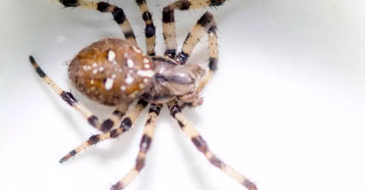 致命的蜘蛛毒液可以拯救心髒病患者