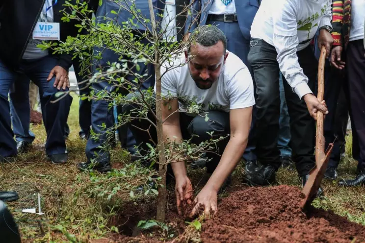 Etiopija je v 12 urah posadila 350 milijonov dreves. Zdaj cilja višje