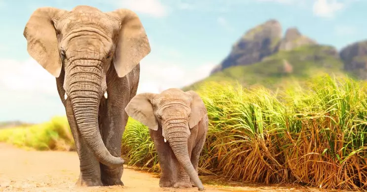 आसन्न हाथी विलुप्त होने से कार्बन डाइऑक्साइड के स्तर में उल्लेखनीय वृद्धि होगी