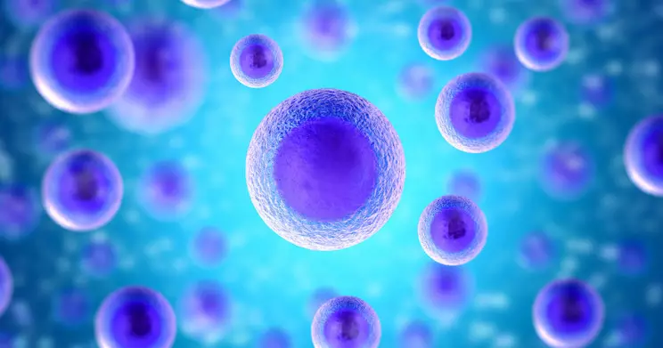 Naukowcy identyfikują dwa białka, które koordynują rozwój zarodka