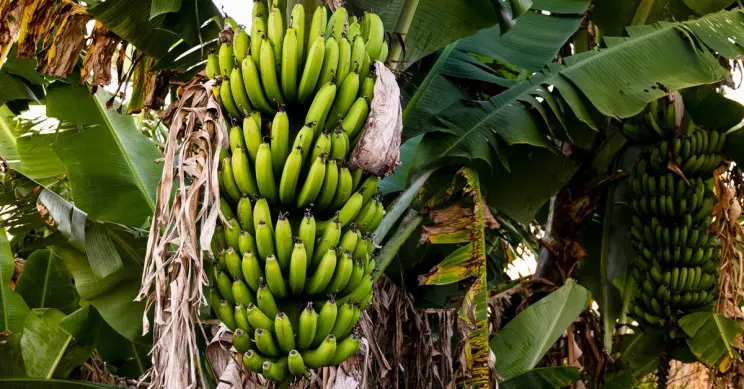 Colombia utlyser nationell nödsituation över förödande banansvamp