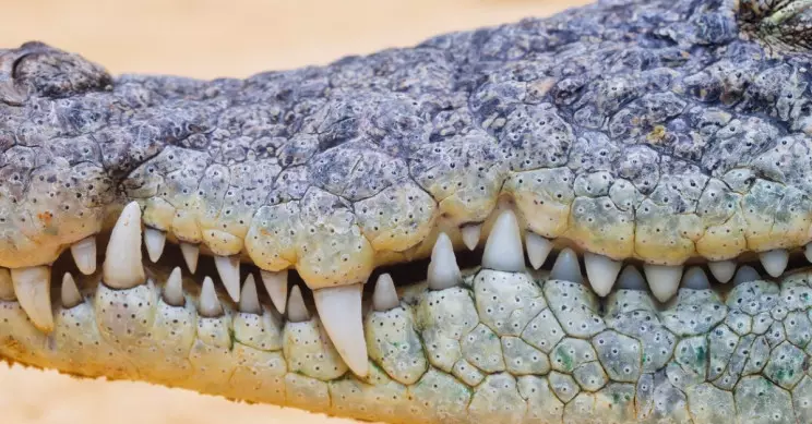 Les crocodiles n'ont pas besoin d'un émail épais pour les dents ; Ils en cultivent juste de nouveaux