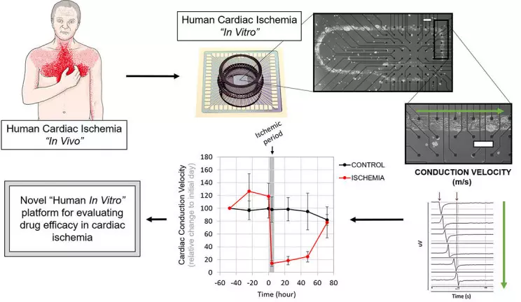 Hinahayaan ng Bagong Silicon 'Heart-on-a-Chip' ang mga Siyentista na Masuri ang Mga Reaksyon ng Gamot sa Cardiac