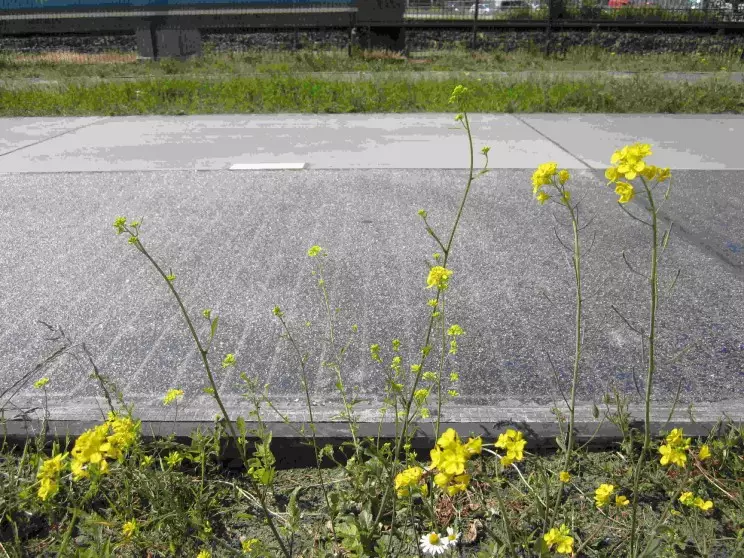 Piste cyclable à énergie solaire générant plus d'énergie que prévu