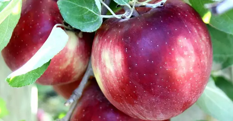 Debut av New Apple Variety Called Cosmic Crisp Hits Markets