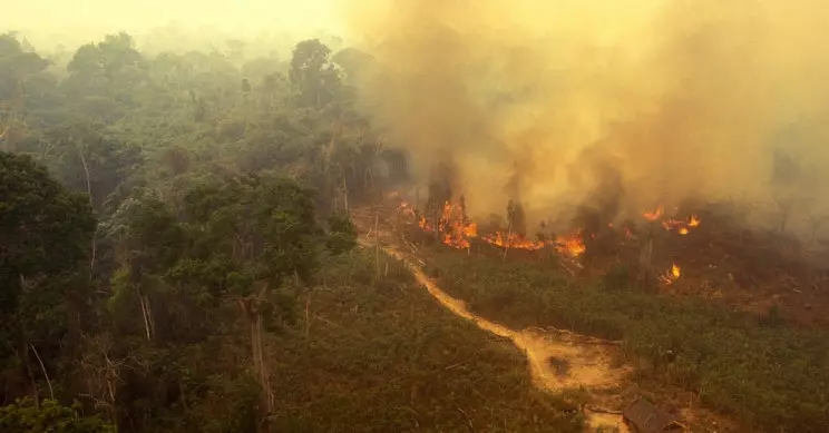 ברית כדור הארץ של ליאו דיקפריו מתחייבת ל-5 מיליון דולר כדי להגן על אמזון מפני שריפות