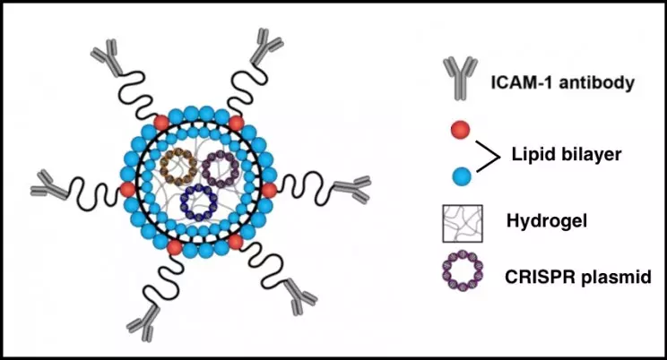 CRISPR Nanogel таблеткасы үч эсе терс эмчек рагын токтотууга жооп болушу мүмкүн