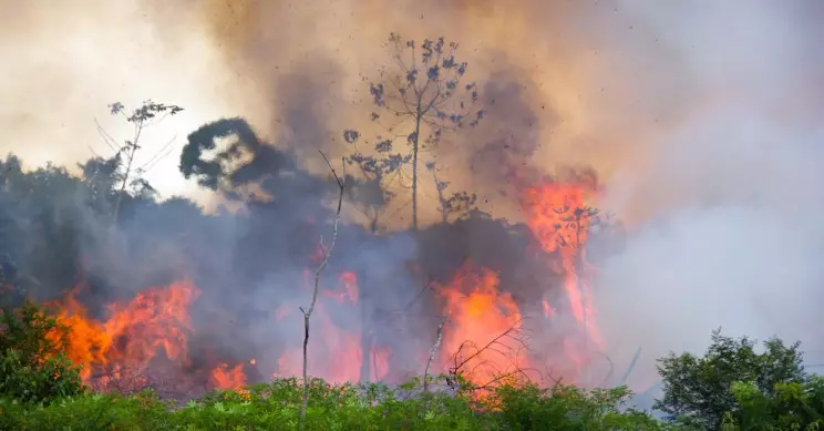 Kvėpavimo problemų daugėja Brazilijoje, gali būti susijusios su Amazonės miškų gaisrais