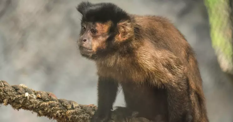 Smart Monkey bruger nøddeknækkende sten til at forsøge at bryde ud af zoologisk have