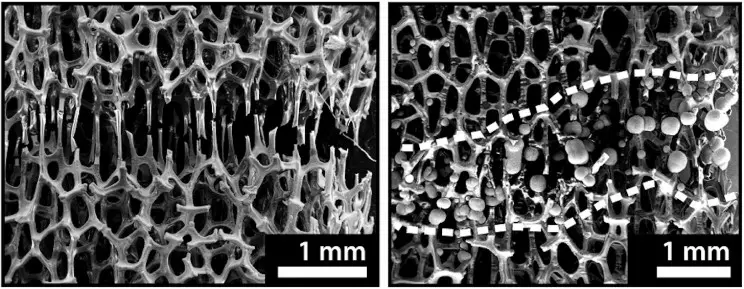 Usa ka Bone-like Metal Foam Nagpakita sa Wolverine-like Healing Properties