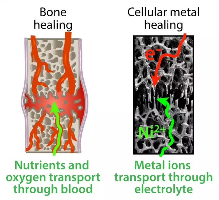 Usa ka Bone-like Metal Foam Nagpakita sa Wolverine-like Healing Properties