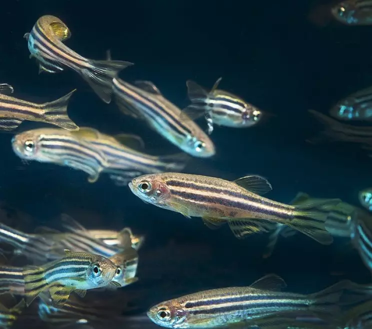 zebrafish ati awọn ẹkọ oorun